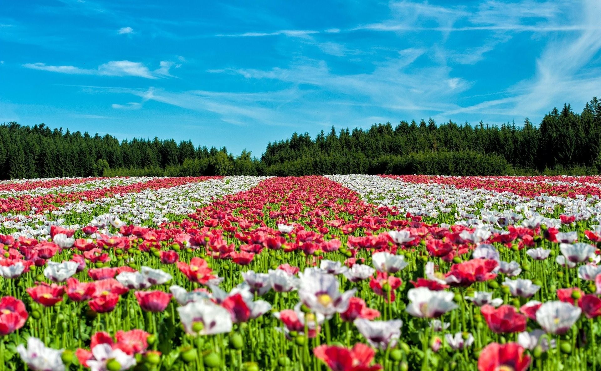 Poppy Flower, Its Symbolism and Meanings - Lotus Fun Blog